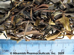 Camellia sinensis (leaf) - AHPA Botanical Identity References Compendium
