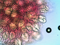 Palmaria palmata (seaweed) - AHPA Botanical Identity References Compendium